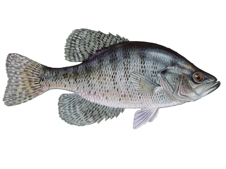 Top-Rated Crappie Fishing Trips on Toledo Bend Reservoir